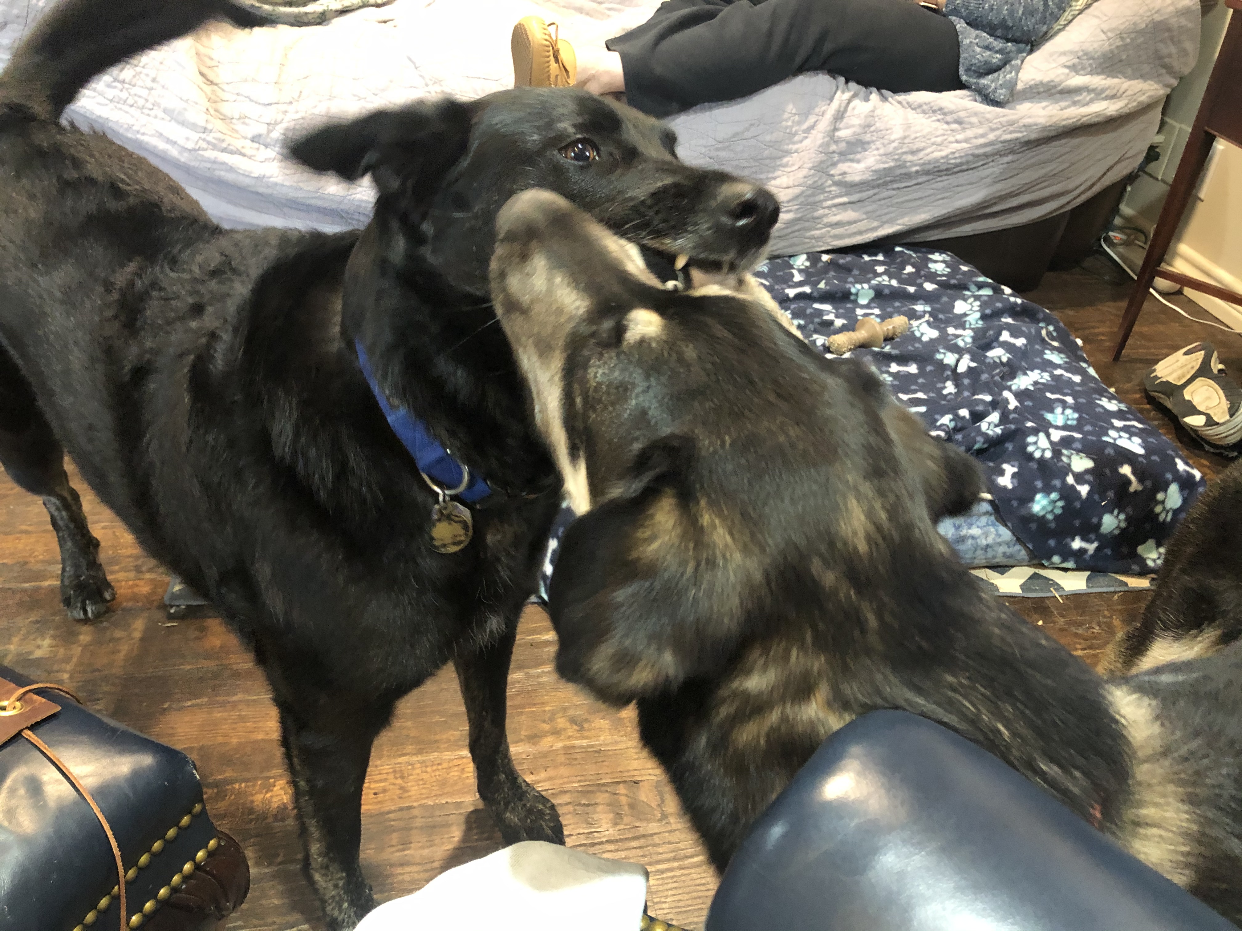 A Doofus Update – Inspected By Pat