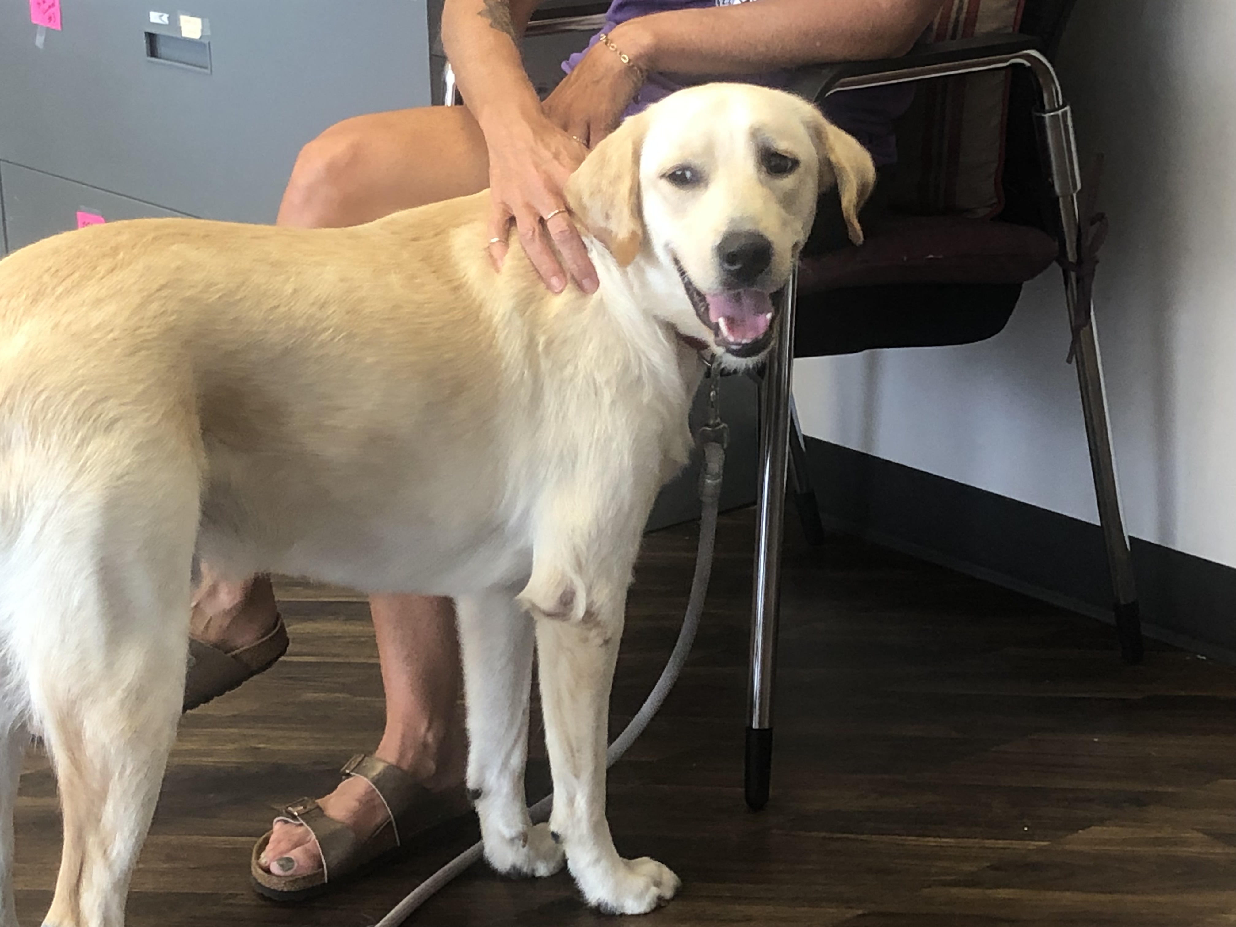 Meet Winston – Inspected By Pat