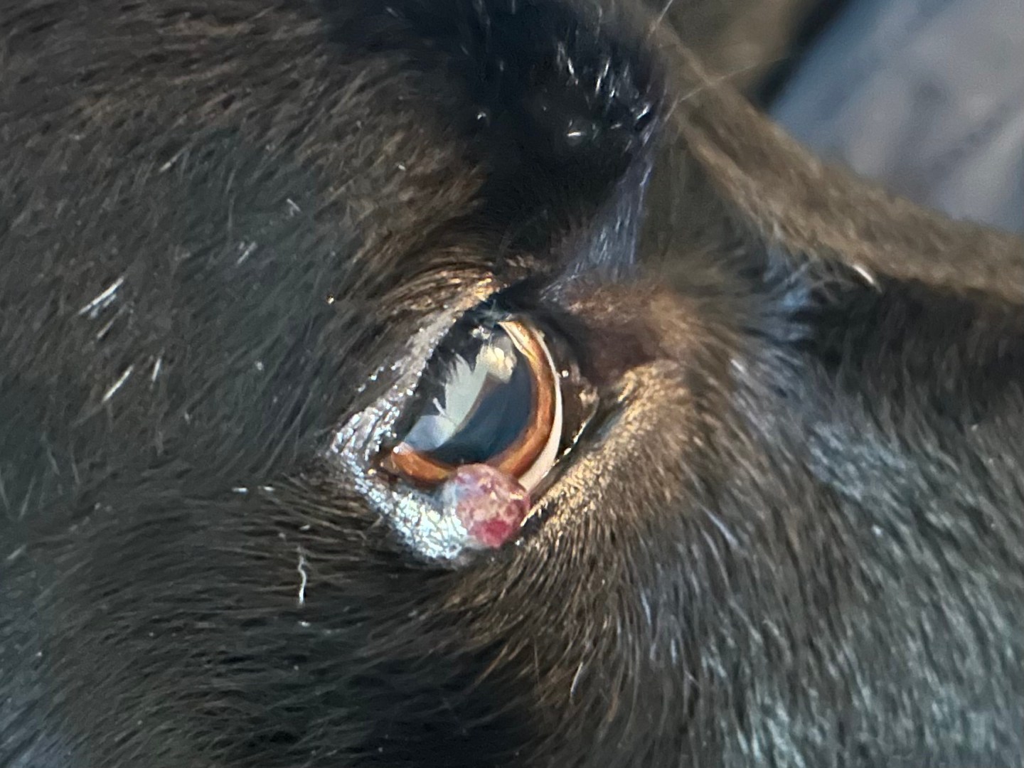 Aria’s Big Visit – Inspected By Pat